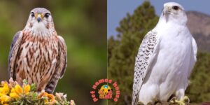 450+ Best and Catchy Falcon Names with Meanings