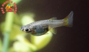 250+ Cute and Unique Pet Fish Names with Meanings