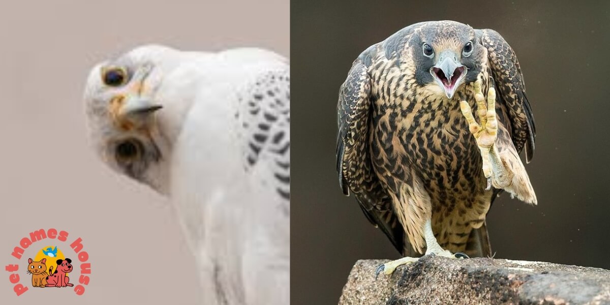 450+ Best and Catchy Falcon Names with Meanings