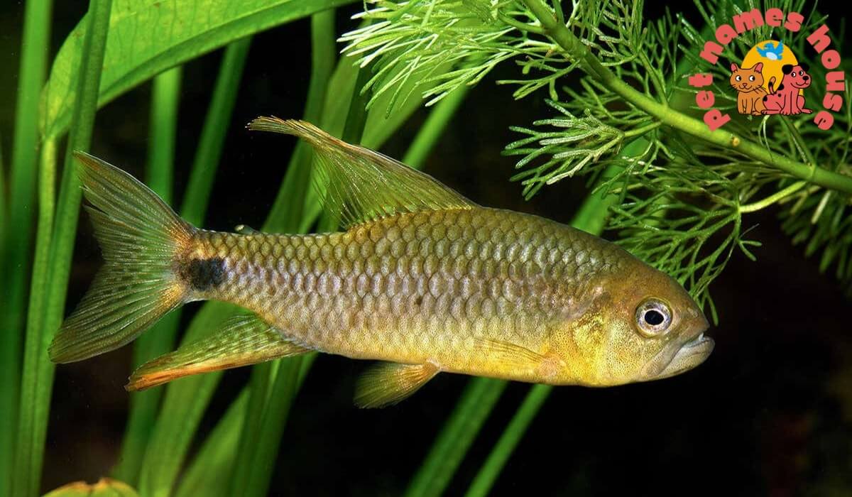 250+ Cute and Unique Pet Fish Names with Meanings