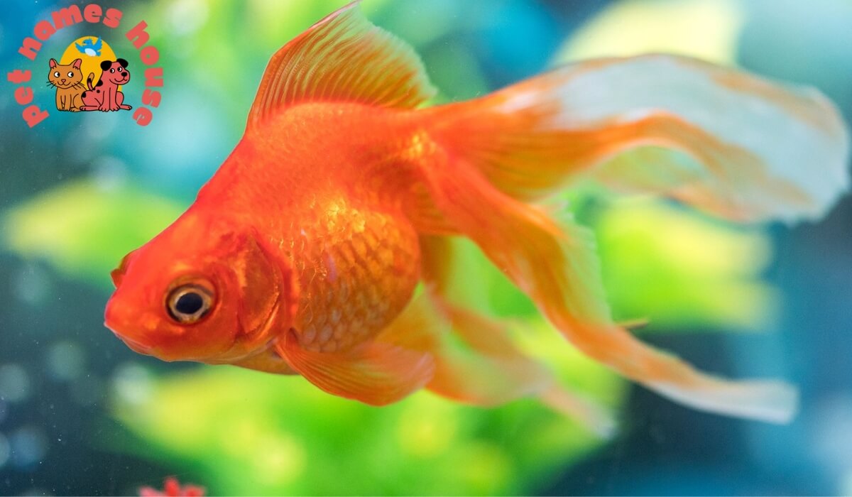 250+ Cute and Unique Pet Fish Names with Meanings