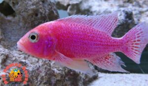 250+ Cute and Unique Pet Fish Names with Meanings