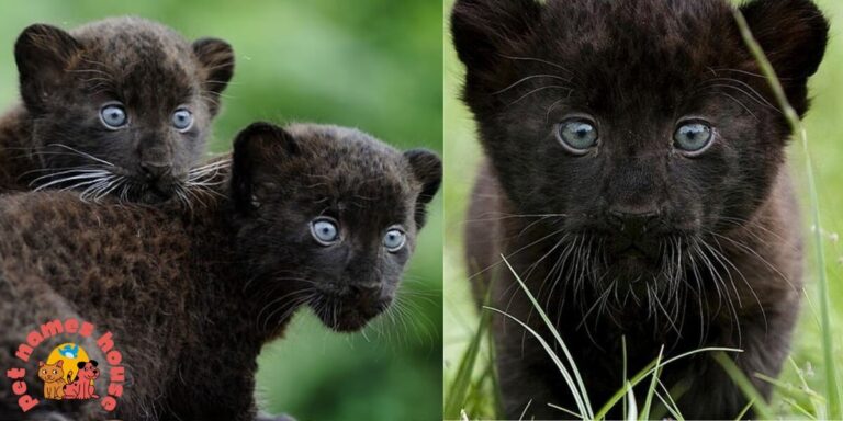 300+ Powerful and Best Black Panther Names with Meanings