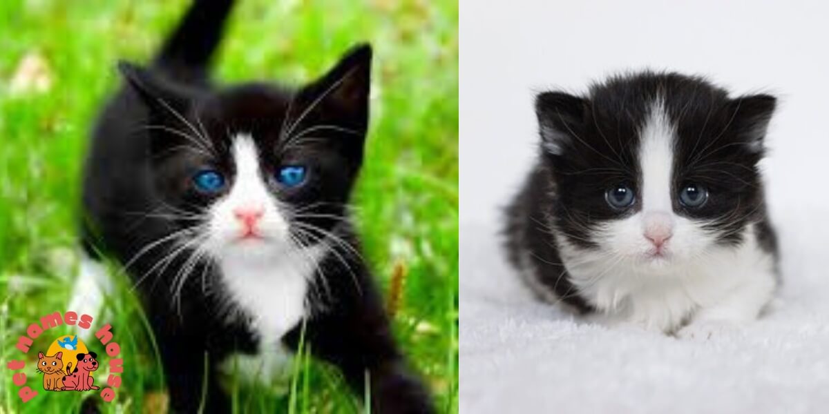 250+ Creative and Catchy Tuxedo Cat Names with Meanings