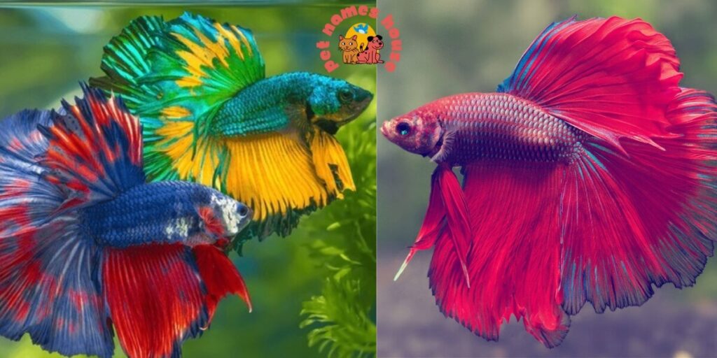 250+ Cute and Cool Goldfish Names with Meanings