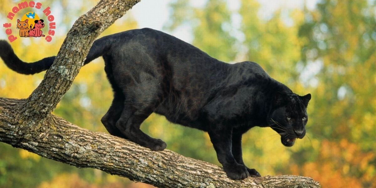 300+ Powerful and Best Black Panther Names with Meanings