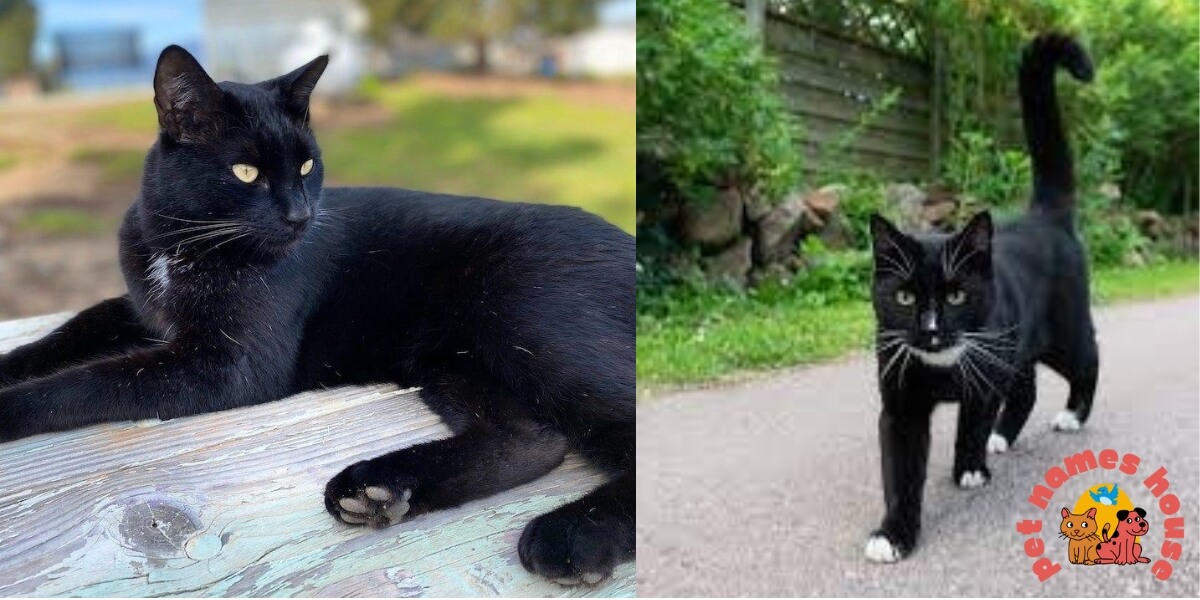 250+ Creative and Catchy Tuxedo Cat Names with Meanings