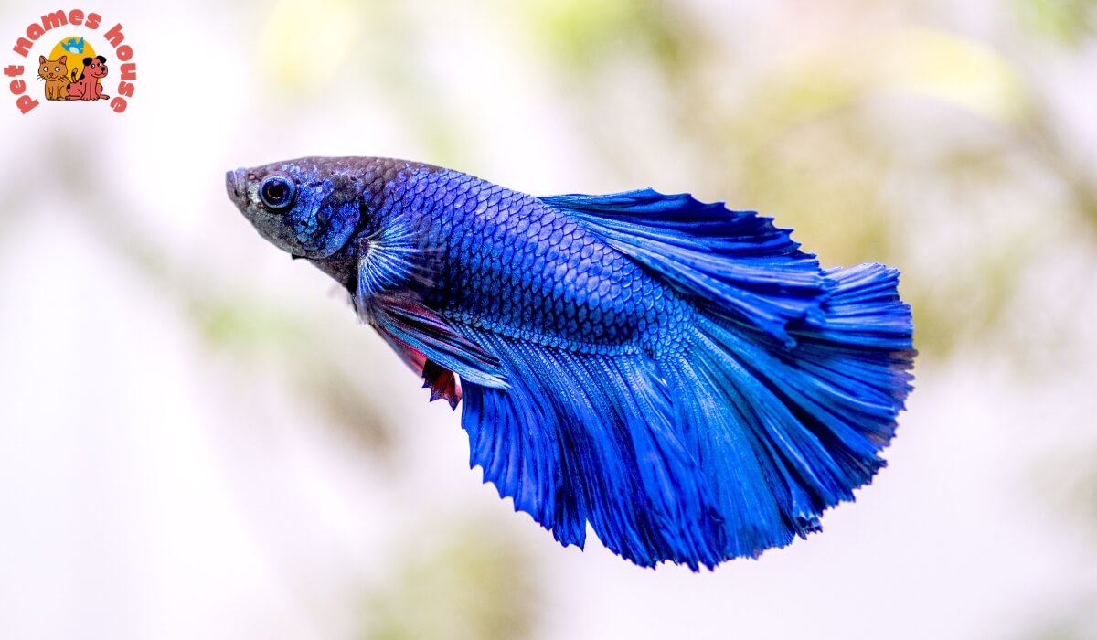 250+ Colorful and Vibrant Betta Fish Names With Meanings
