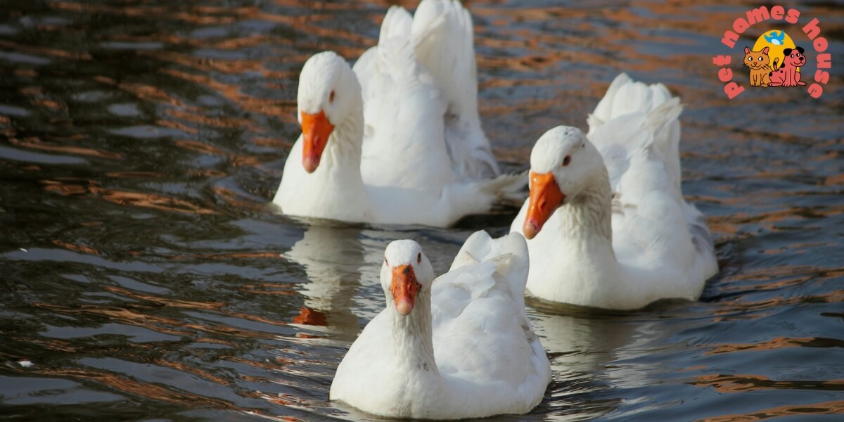 650+ Cool and Catchy Duck Names with Meanings