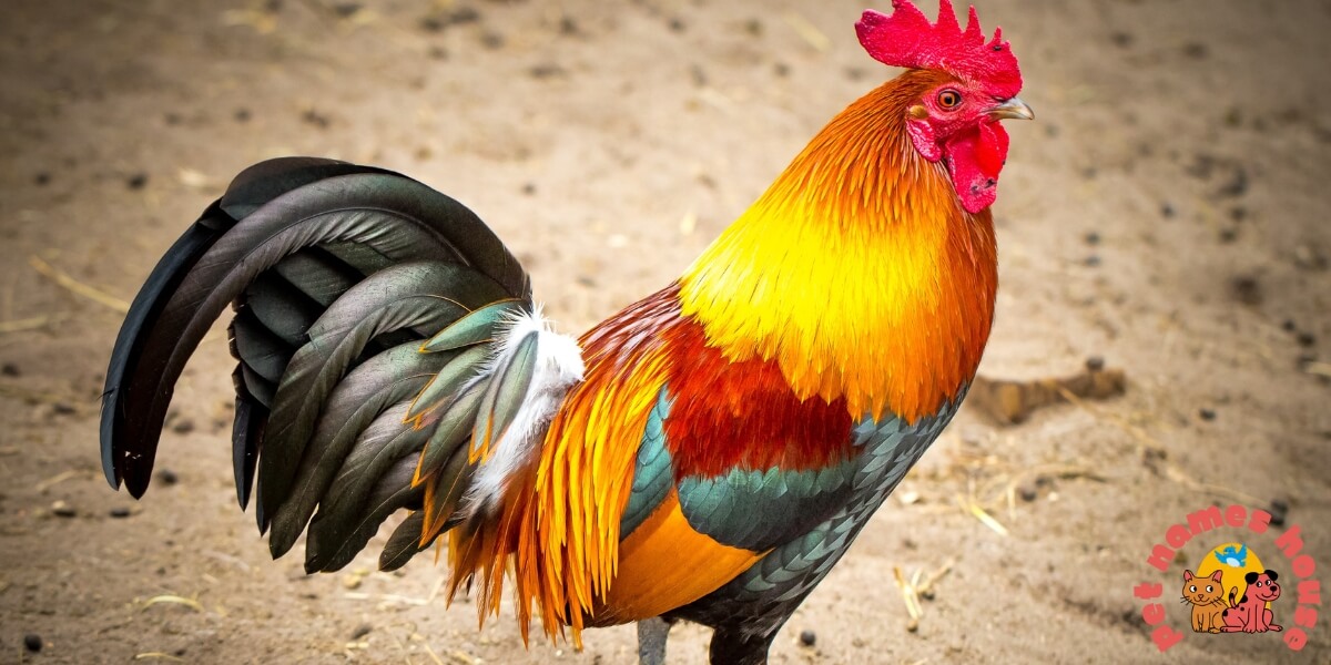 500+ Unique and Catchy Rooster Names with Meanings