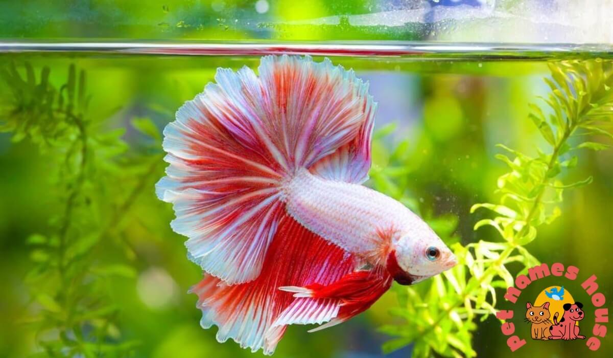250+ Colorful and Vibrant Betta Fish Names With Meanings