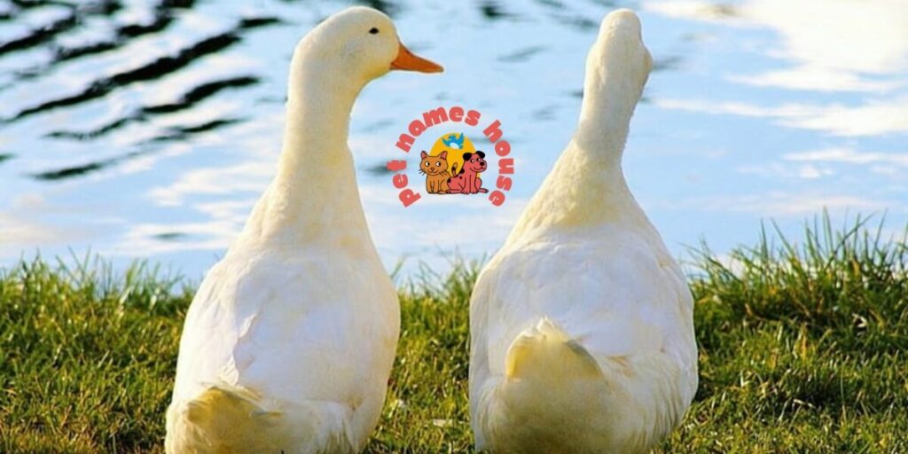 650+ Cool and Catchy Duck Names with Meanings