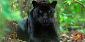 300+ Powerful and Best Black Panther Names with Meanings