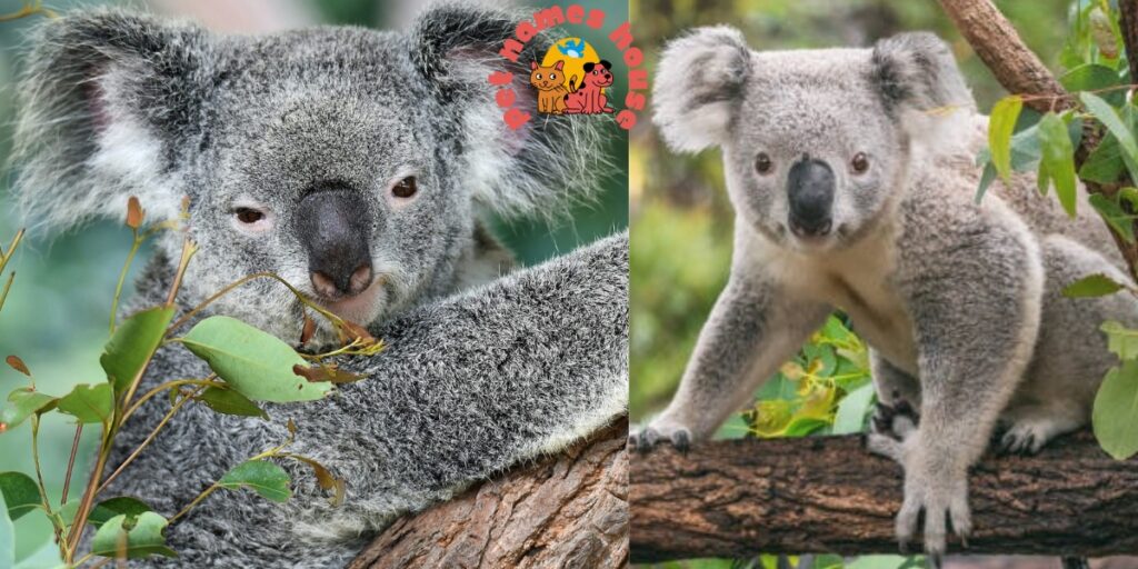 300+ Best and Catchy Snow Leopard Names with Meanings