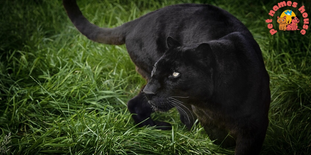 300+ Powerful and Best Black Panther Names with Meanings