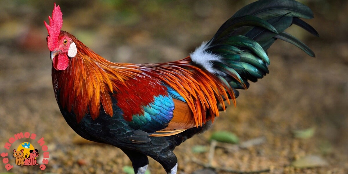 500+ Unique and Catchy Rooster Names with Meanings