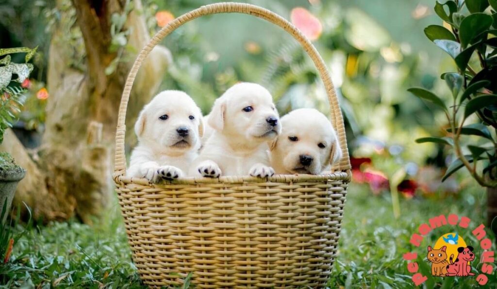 350+ Catchy and Cute Red Panda Names With Meanings