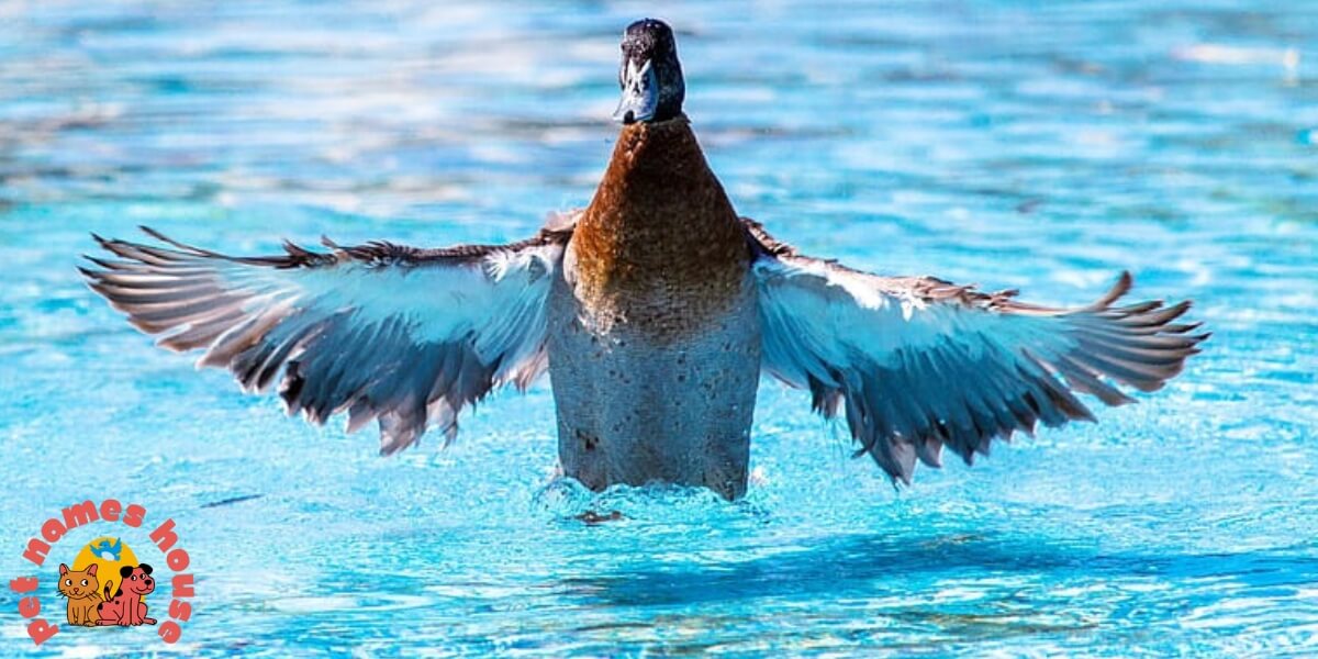 650+ Cool and Catchy Duck Names with Meanings