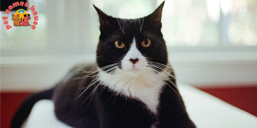 350+ Catchy and Cute Red Panda Names With Meanings