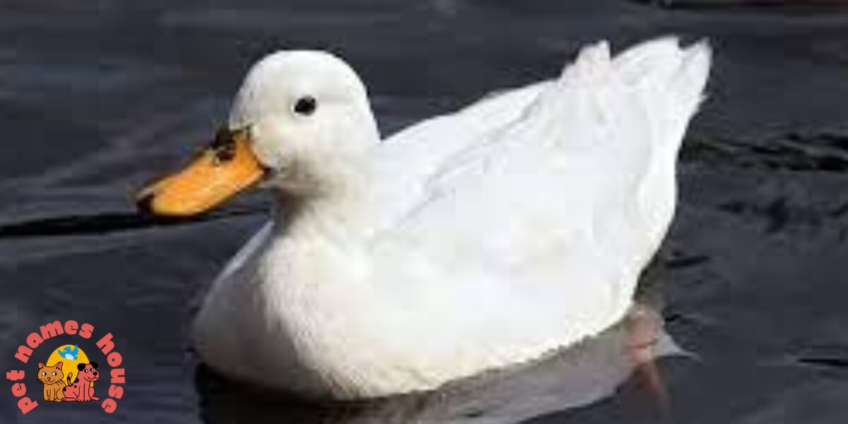 650+ Cool and Catchy Duck Names with Meanings