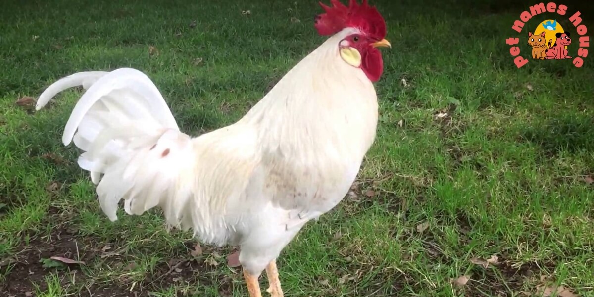 500+ Unique and Catchy Rooster Names with Meanings
