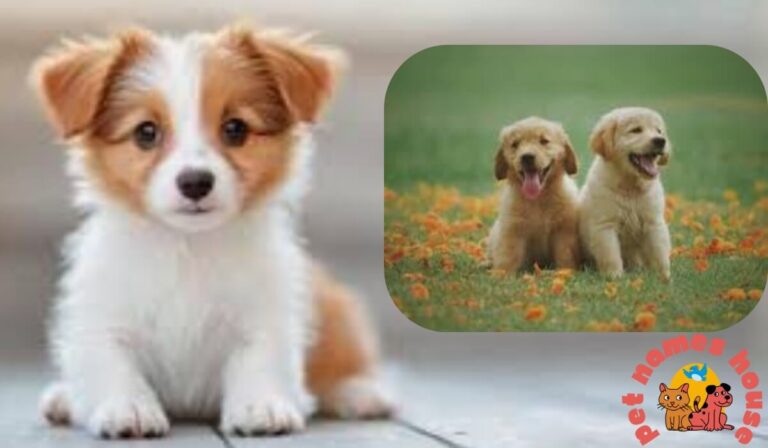 250+ Cute and Popular Puppy Names with Meanings