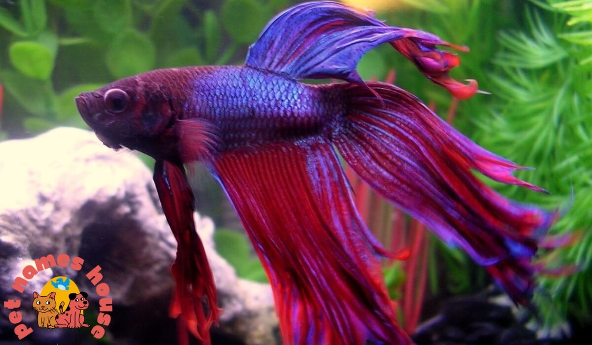 250+ Colorful and Vibrant Betta Fish Names With Meanings