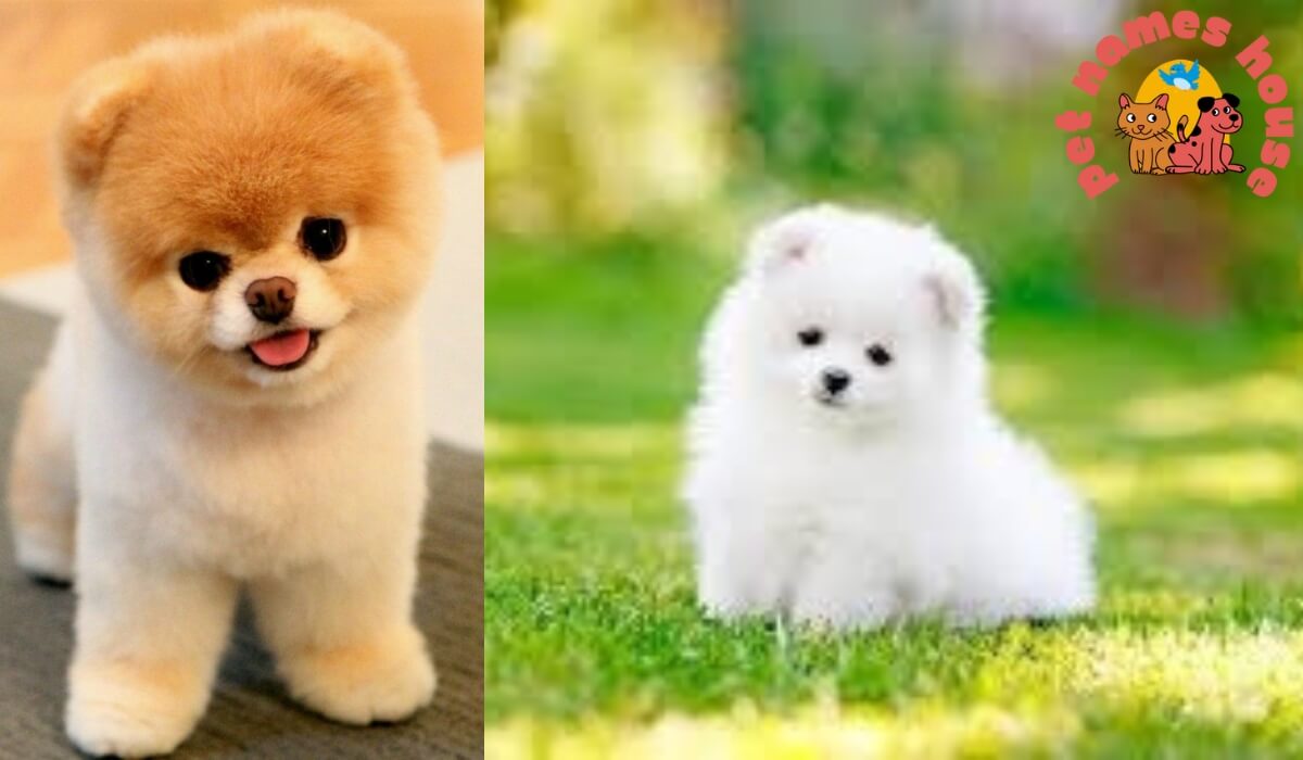 250+ Cute and Popular Puppy Names with Meanings