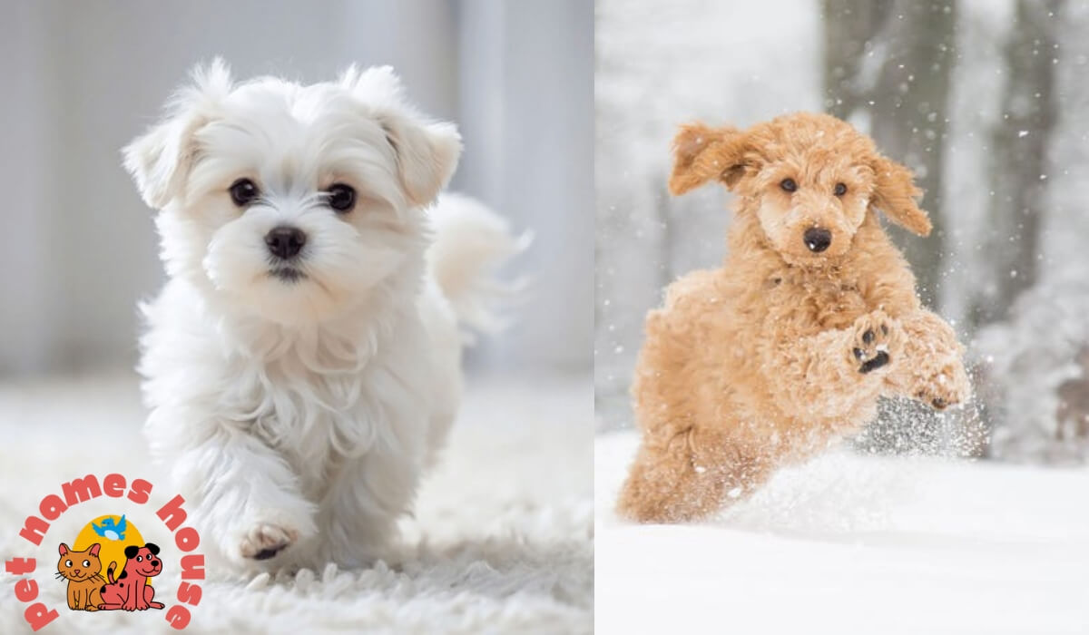 250+ Cute and Popular Puppy Names with Meanings