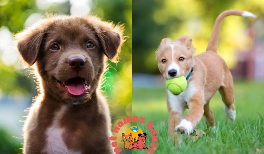 250+ Top and Unique Dog Names with Meanings