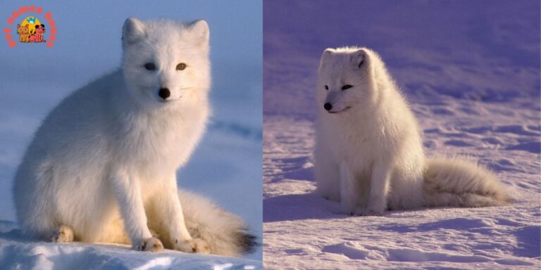 800+ Best and Catchy Fox Names with Meanings