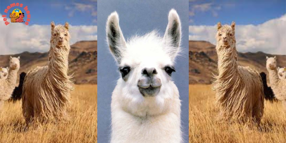 400+ Cute and Badass Llama Names with Meanings