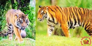 250+ Mythical and Famous Tiger Names With Meanings