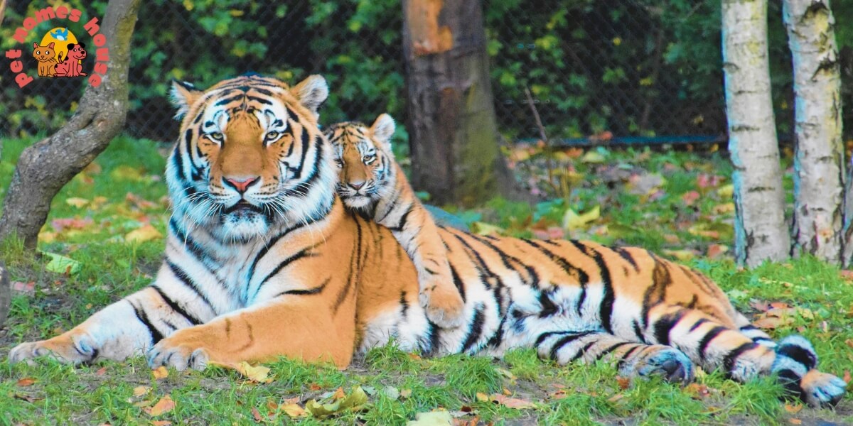 250+ Mythical and Famous Tiger Names With Meanings