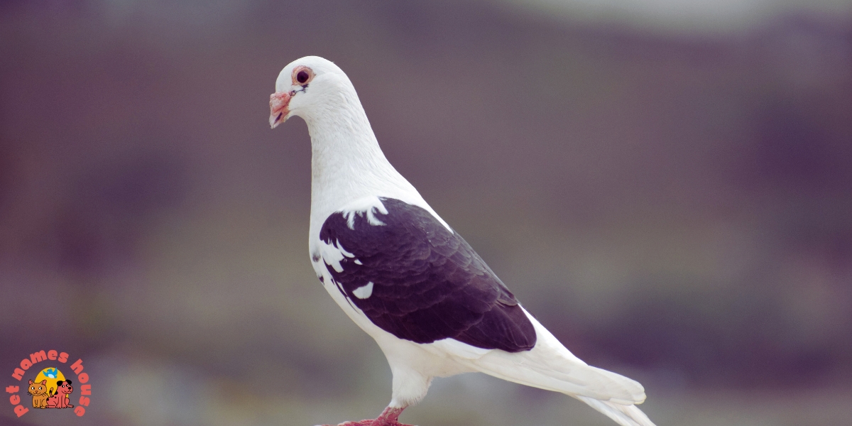 600+ Cute and Cool Pigeon Names with Meanings