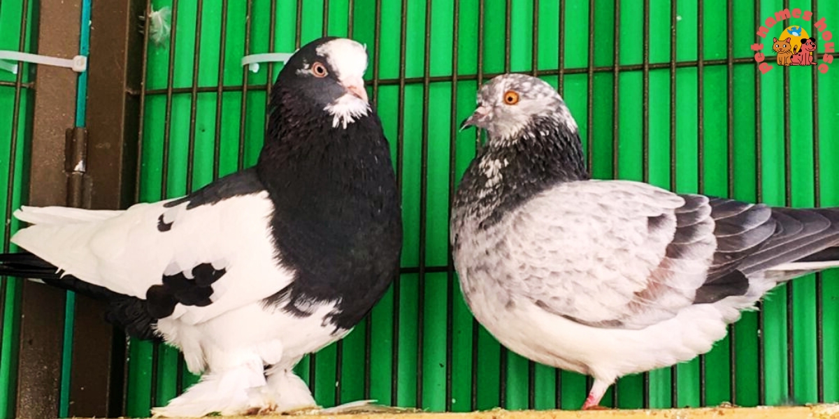 600+ Cute and Cool Pigeon Names with Meanings