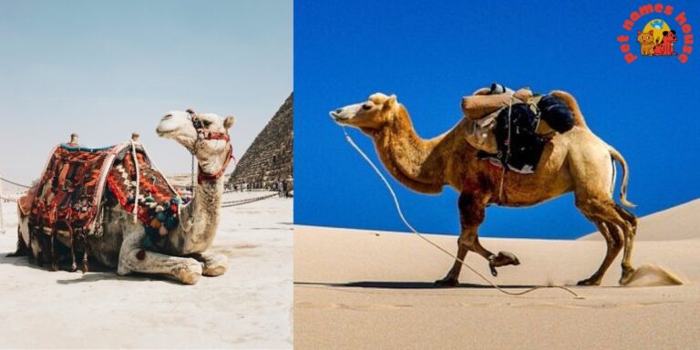550+ Creative Camel Names with Meanings You’ll Love