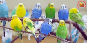 900+ Top Parakeet Names with Meanings – The Ultimate Guide