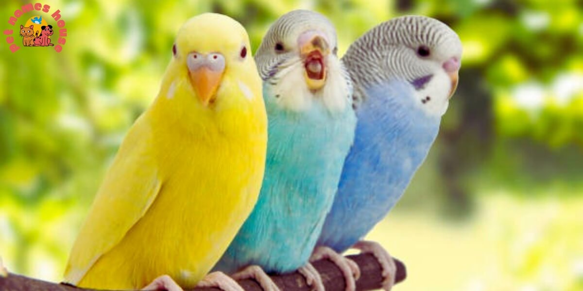 900+ Top Parakeet Names with Meanings – The Ultimate Guide
