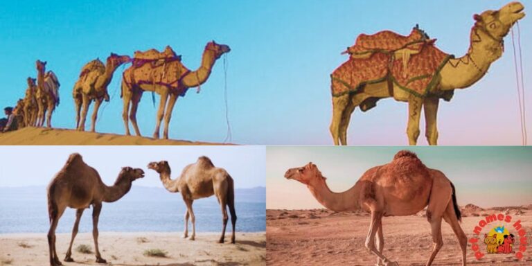 550+ Creative Camel Names with Meanings You’ll Love
