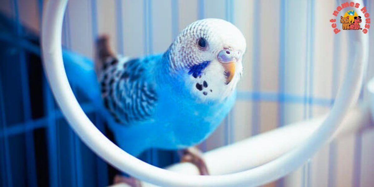 900+ Top Parakeet Names with Meanings – The Ultimate Guide