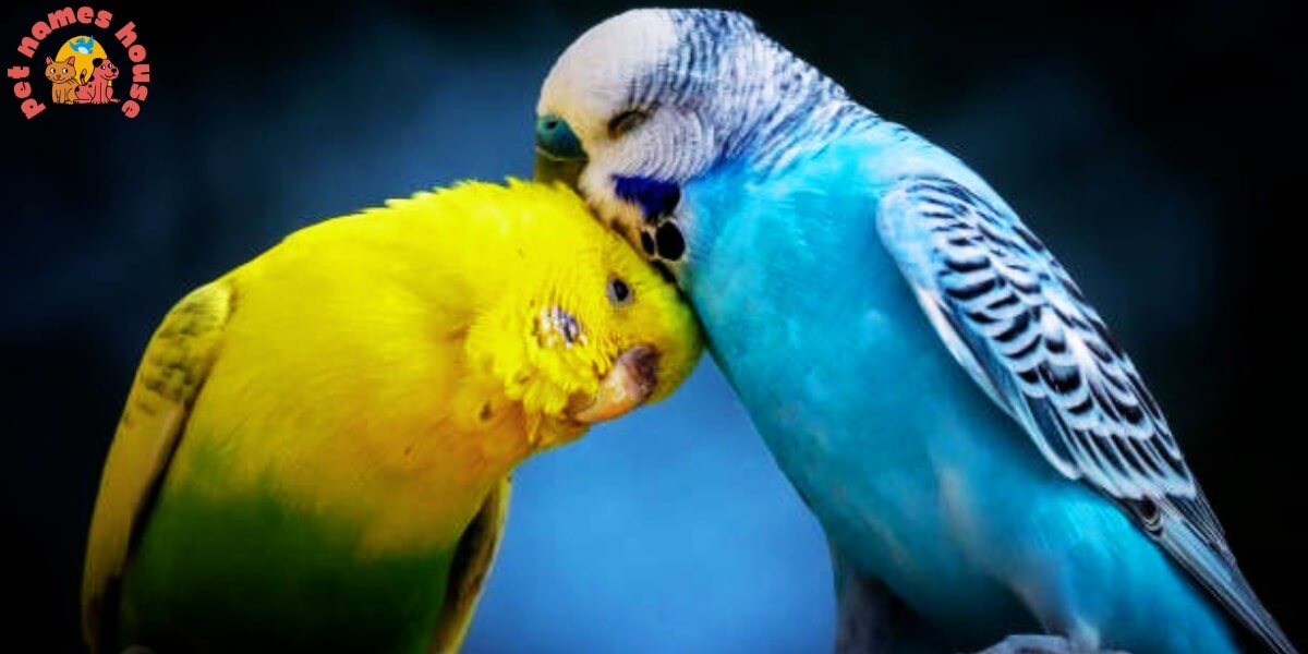 900+ Top Parakeet Names with Meanings – The Ultimate Guide