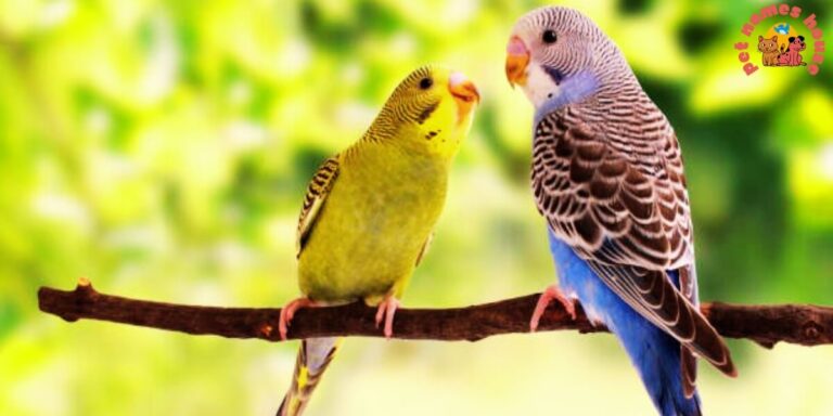 900+ Top Parakeet Names with Meanings – The Ultimate Guide