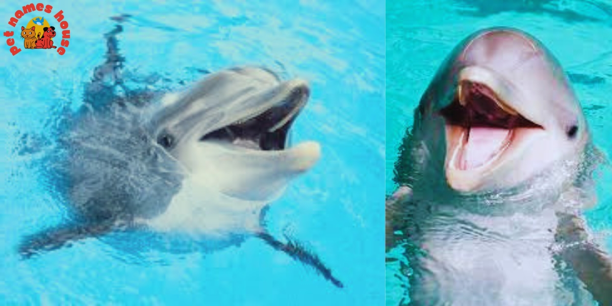 450+ Best Dolphin Names with Meanings | Creative Name Ideas