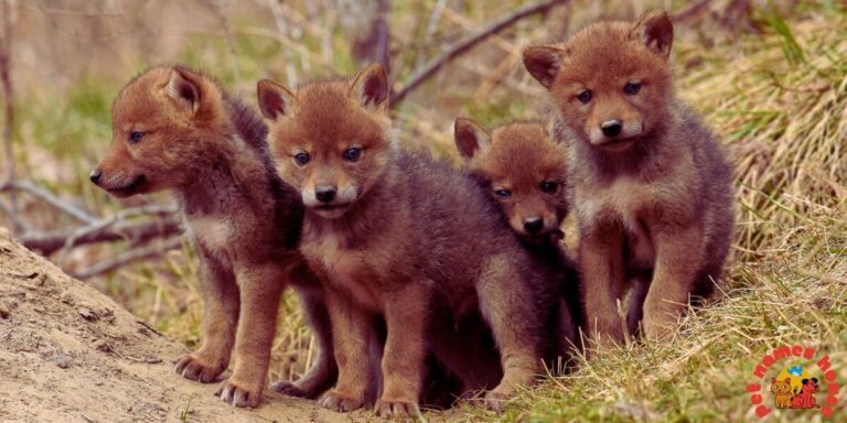 550+ Coyote Names with Meanings | Unique & Creative Ideas