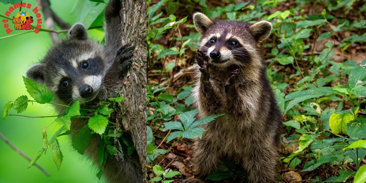 600+ Unique and Top Raccoon Names with Meanings