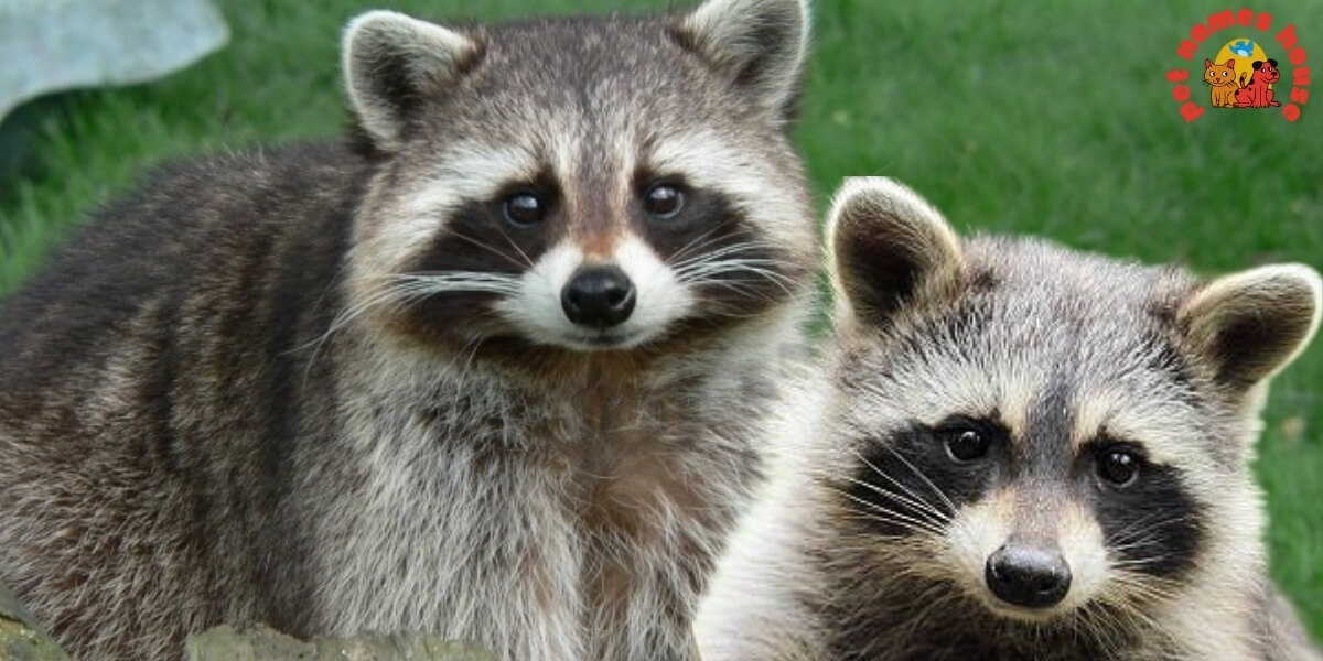 600+ Unique and Top Raccoon Names with Meanings