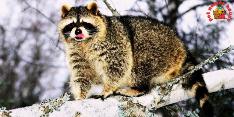 600+ Unique and Top Raccoon Names with Meanings
