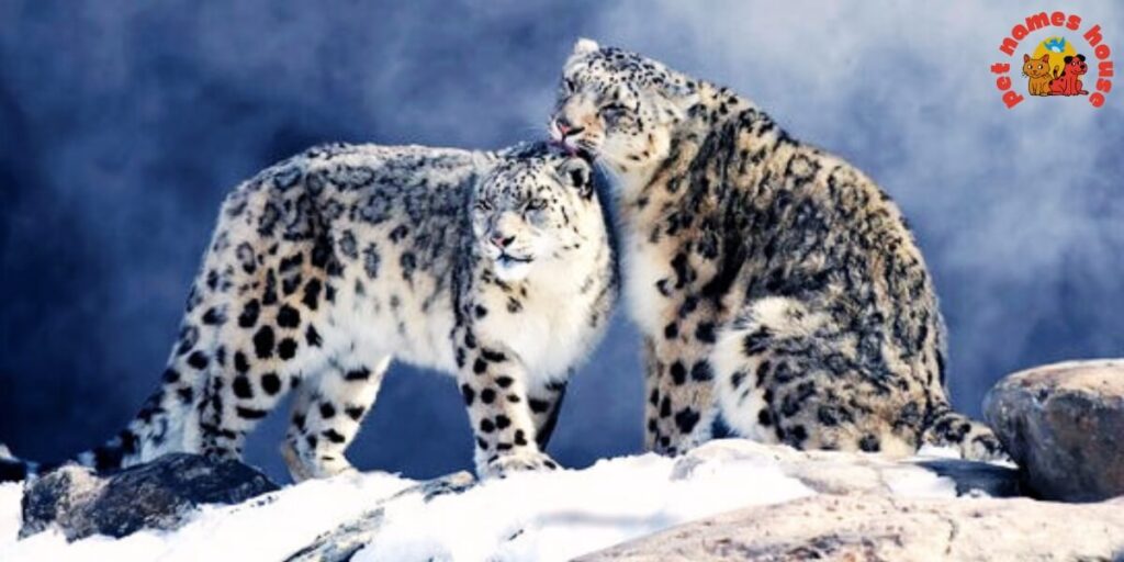 250+ Mythical and Famous Tiger Names With Meanings