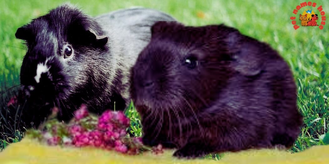 800+ Cute and Cool Guinea Pig Names with Meanings and Ideas